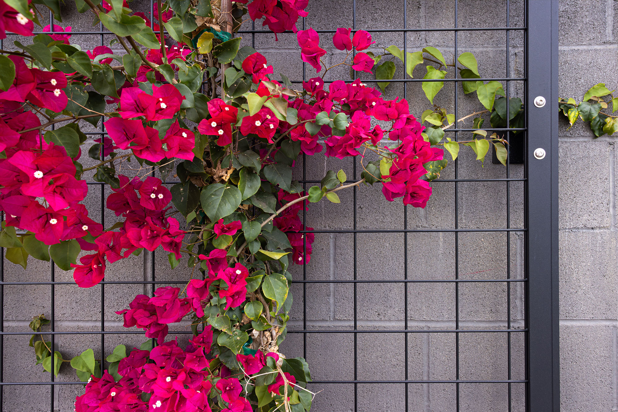 Plant Trellis Systems Gallery - Cityscapes, Inc.